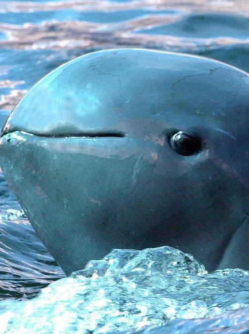 10 of The Craziest Animals You Never Knew Existed | Flora & Fauna