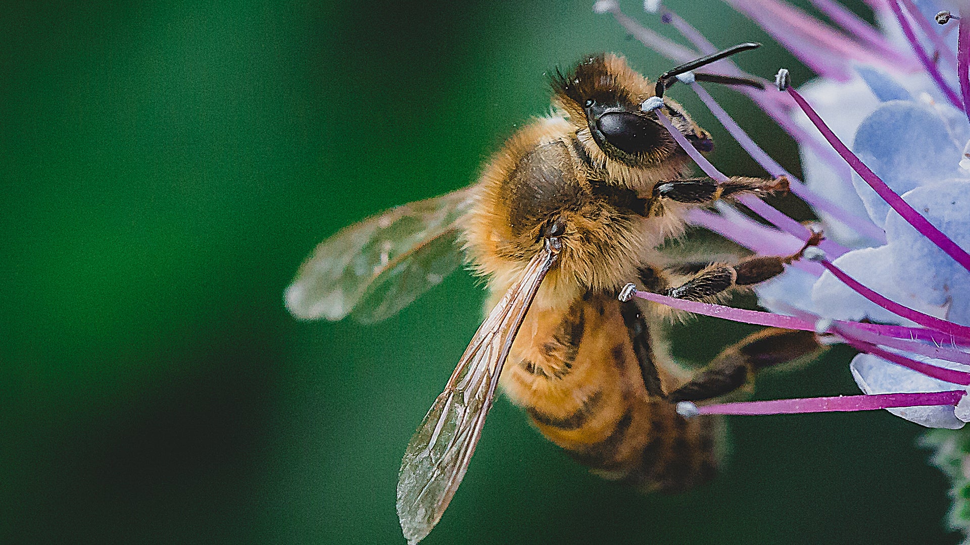 Creatures of the Compost – Flora & Fauna