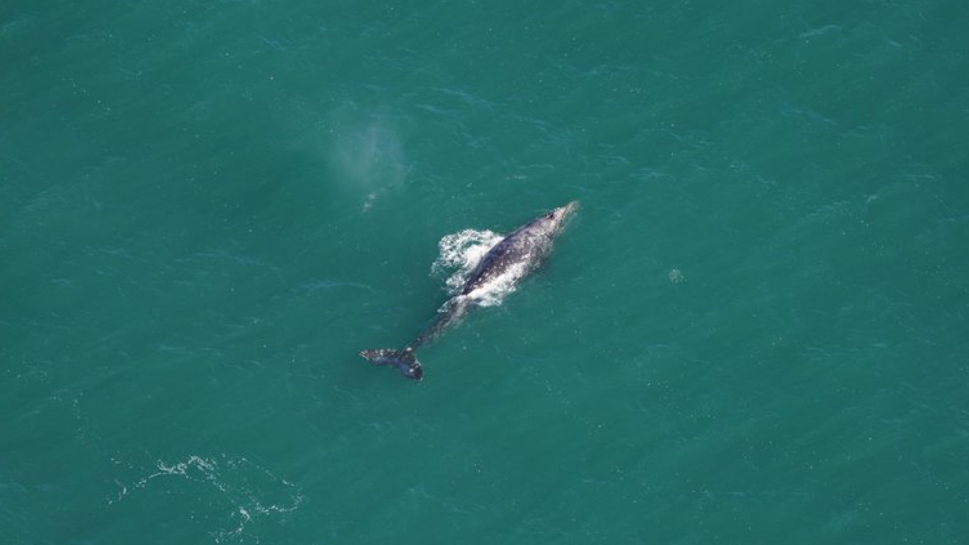 Grey Whale Spotted In Ocean It Became Extinct From 200 Years Ago ...