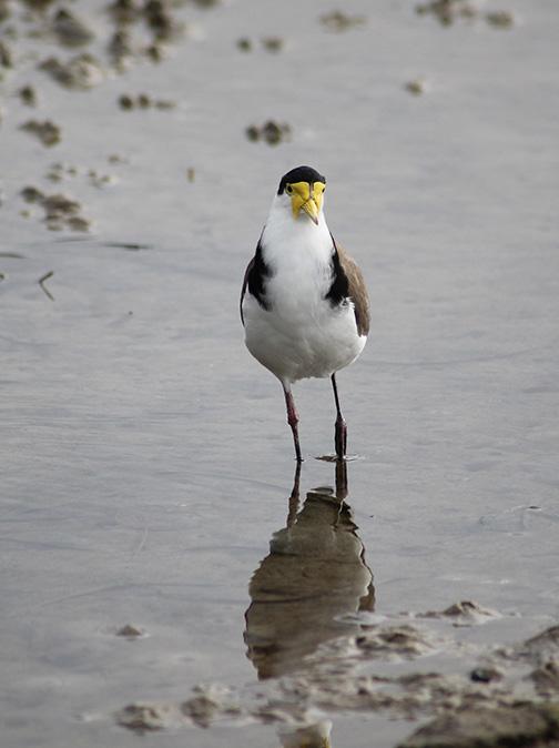 Caring For Wildlife in Spring | Flora & Fauna