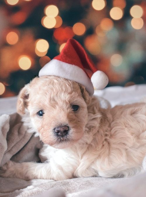What Animals Represent Christmas & Why? | Flora & Fauna