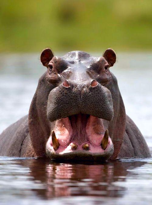 Hippos Recognize Friends from Foes | Flora & Fauna