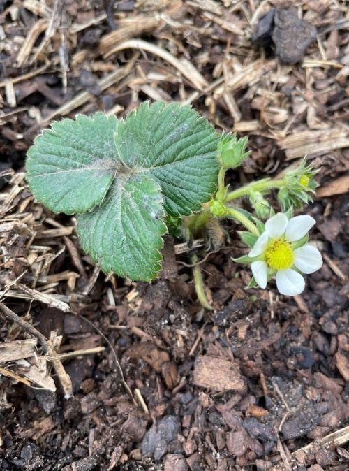 3 Things You Can Do This Sustainable September | Flora & Fauna