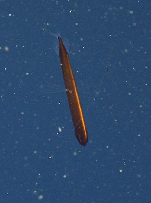 Rare Deep-Sea Dragonfish Spotted | Flora & Fauna