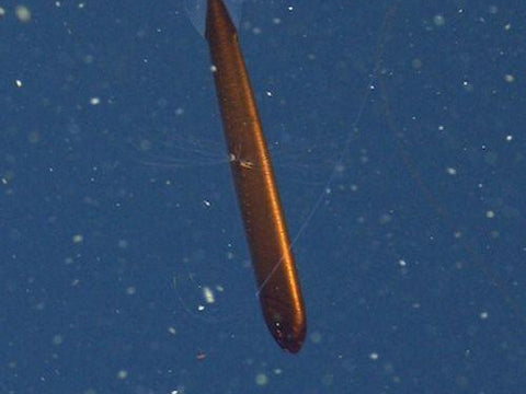 Rare Deep-Sea Dragonfish Spotted | Flora & Fauna