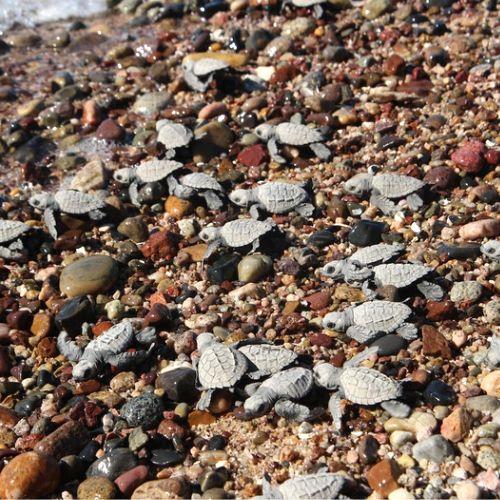 Mexican conservation group releases 8,000 sea turtles | F&F – Flora & Fauna