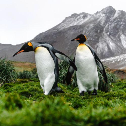 Here Are 5 Animal Species That Mate For Life! | Flora & Fauna