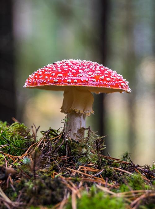 The Shroom Boom: Why Mushrooms Have Become So Popular | Flora & Fauna