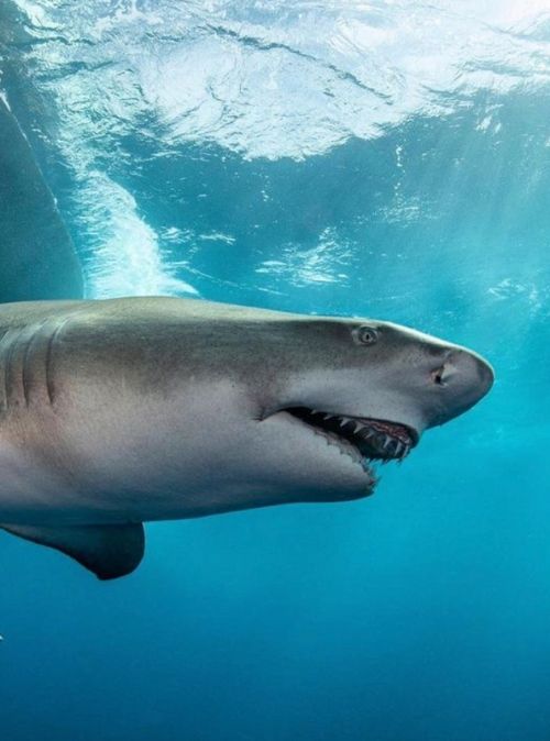 Meet The Real-Life Bruce From Finding Nemo! | Flora & Fauna