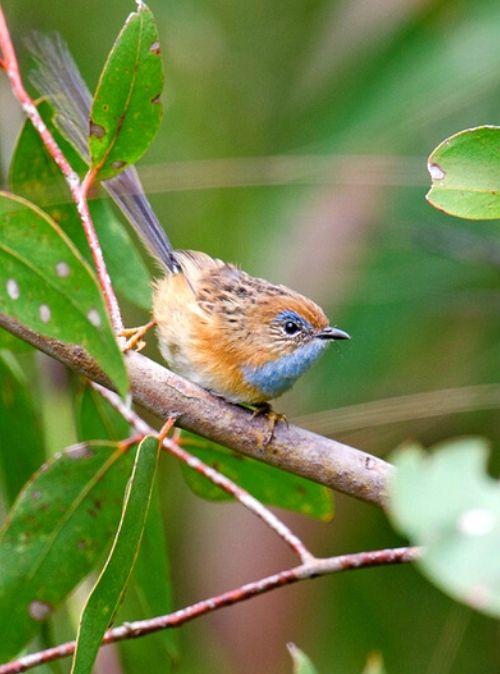 Space Company To Sponsor Three-Year Native Bird Study In SA | Flora & Fauna