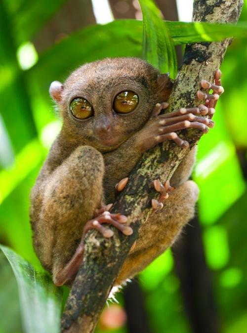 Here Are 10 Of The Strangest Animals In The World! | Flora & Fauna