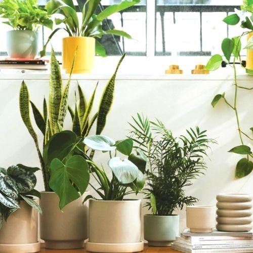 Virtual Plant Workshops | Grow Your Own Greens | Flora & Fauna