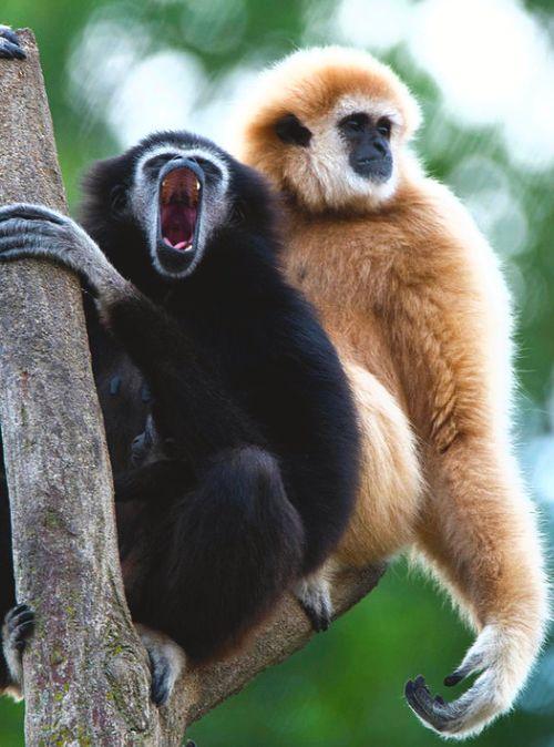 In The Wild, Which Animals Can Sing? | Flora & Fauna