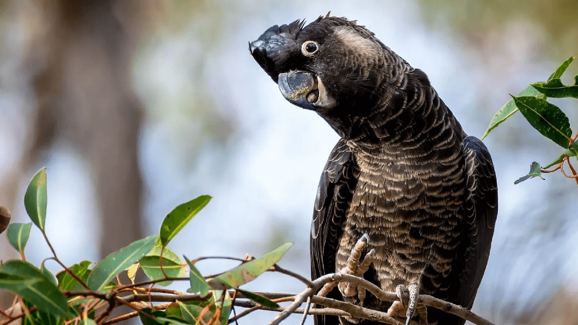 Launching a small, kind step at checkout | Flora & Fauna AU