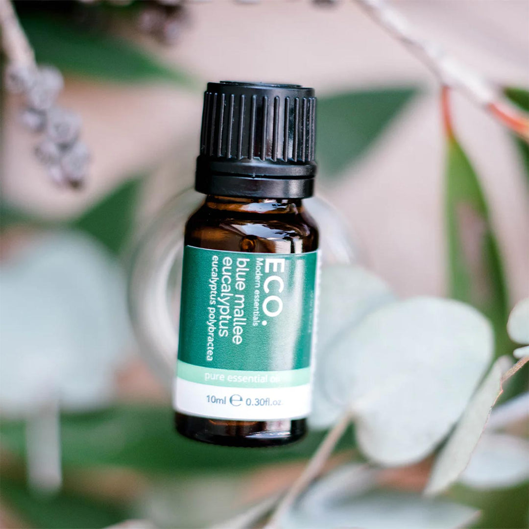 ECO. Australian Eucalyptus (Blue Mallee) Pure Essential Oil | Flora ...